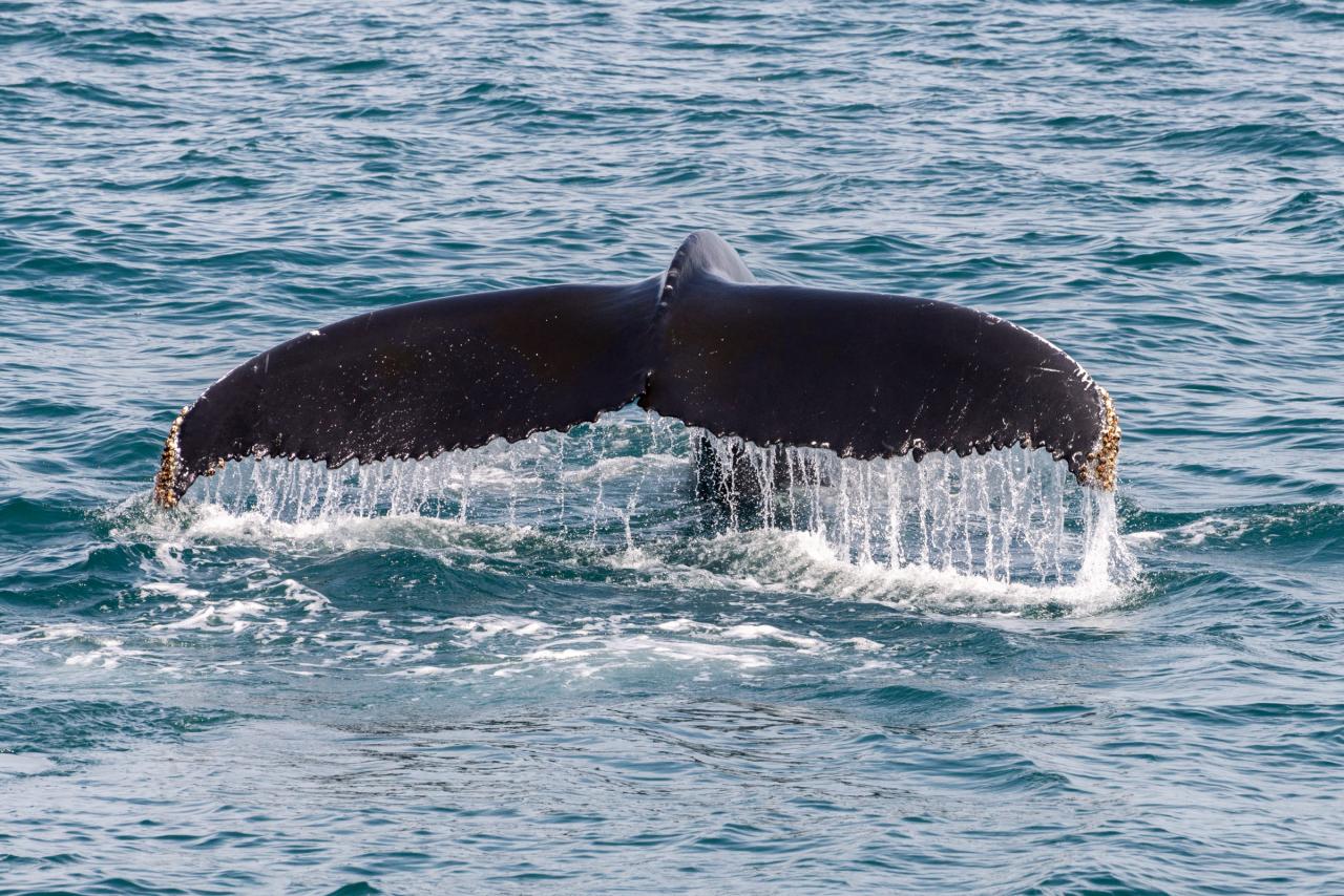 Your Ultimate Summer Guide to the North Shore: What to See, Eat & Do ...